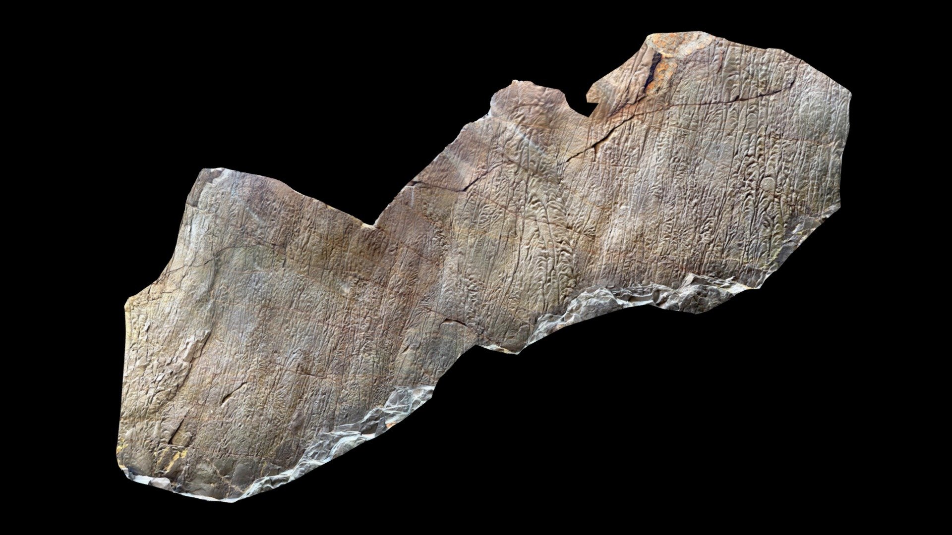 FIDS: Longitudinal ridges and furrows - Download Free 3D model by Jim ...