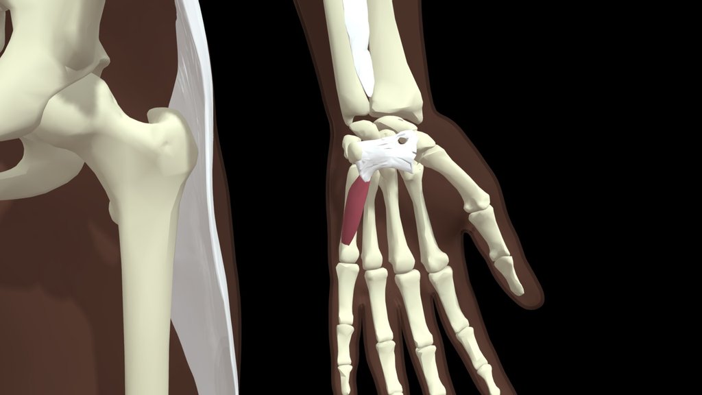 Lab Ten- Hand and Upper Limb Joints - A 3D model collection by Mary ...