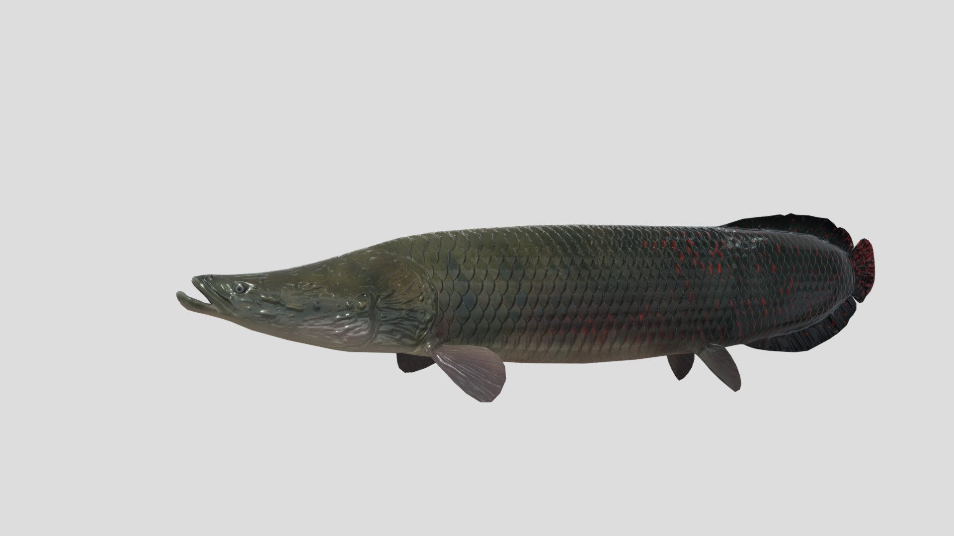 arapaima gigas - 3D model by Major (@majorgalah) [2621f91] - Sketchfab