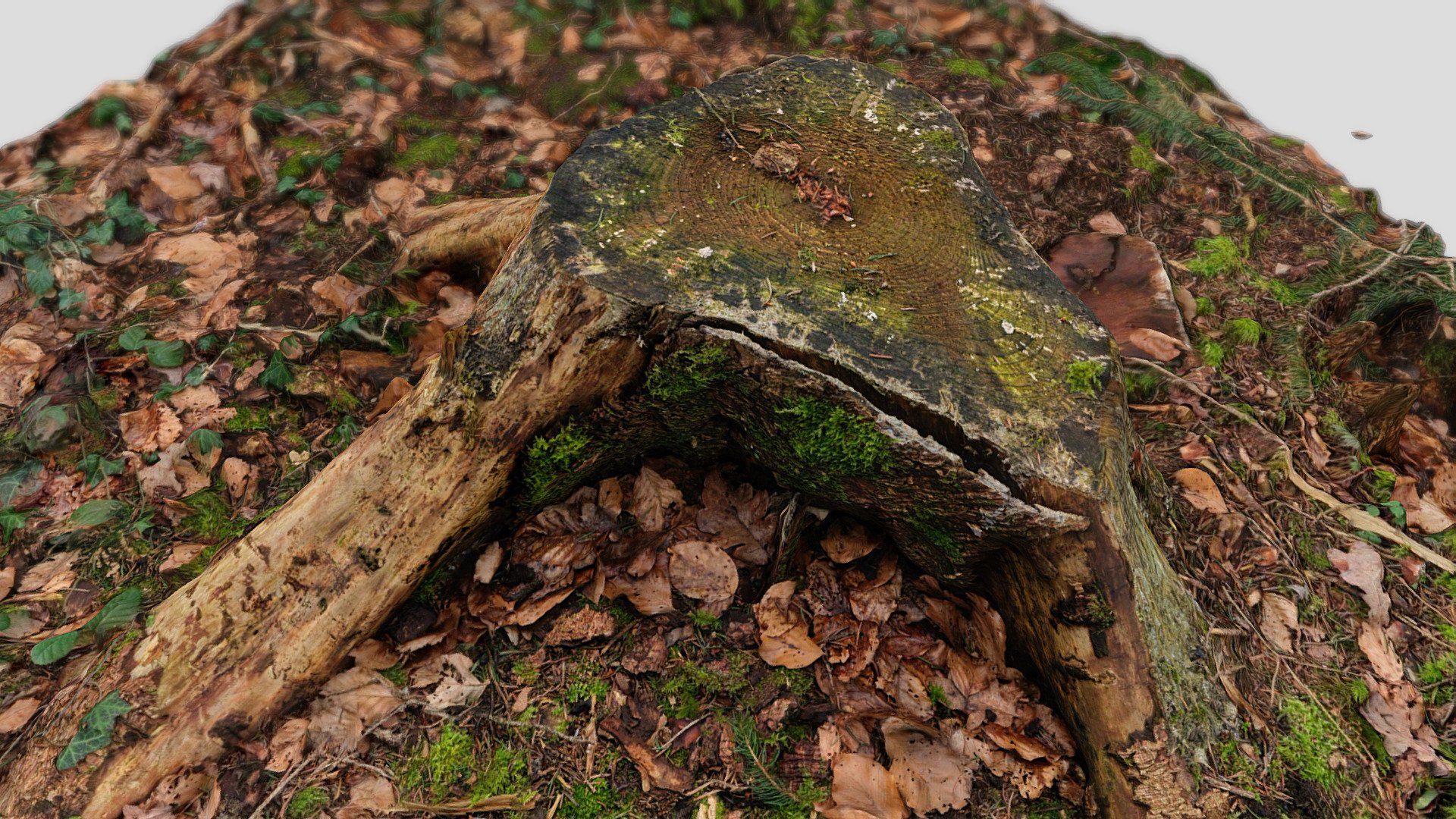 Tree stump scan 8k 036 - Buy Royalty Free 3D model by immerge [2622666 ...