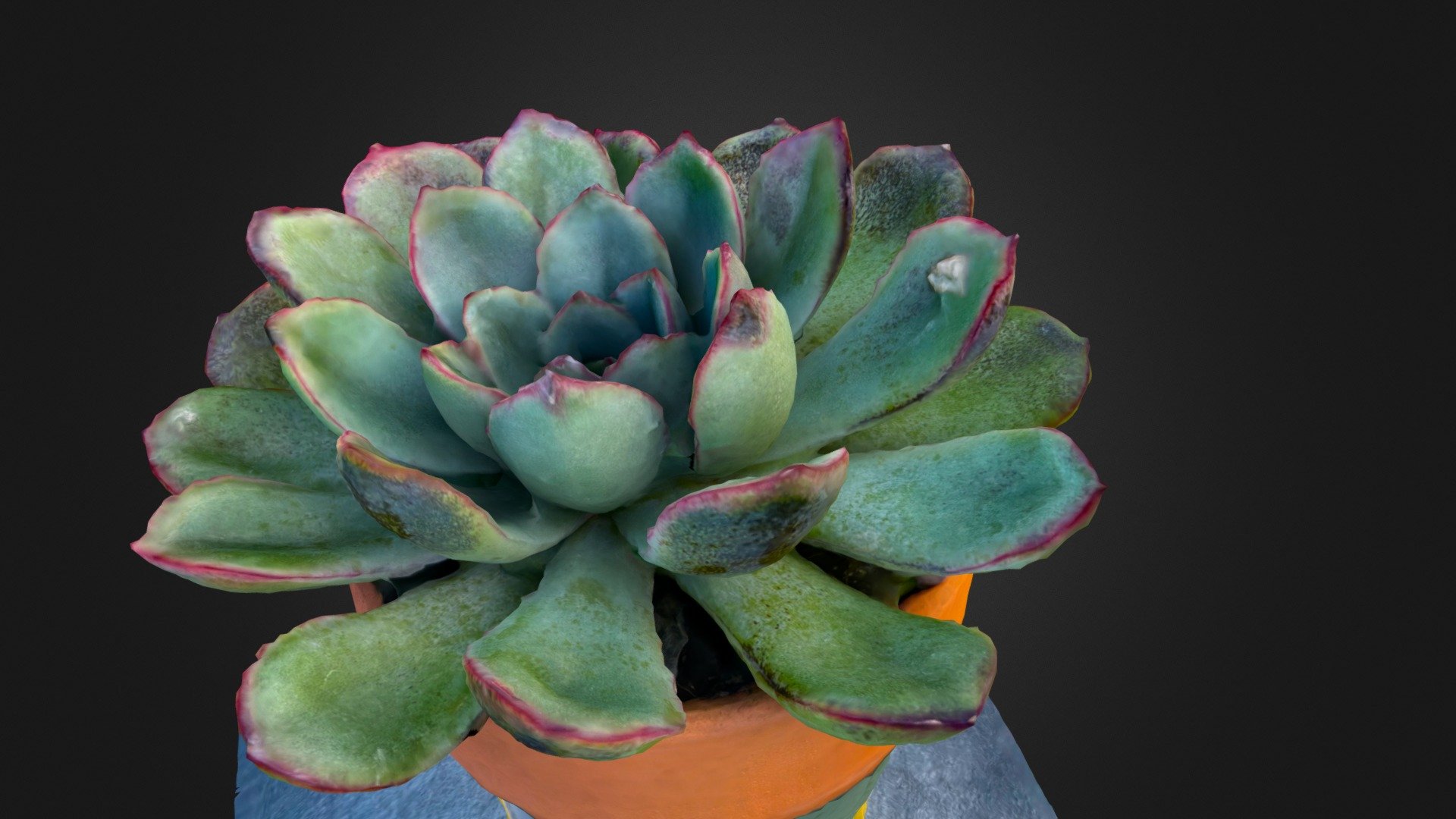 Succulent d - Download Free 3D model by cathalmcd [2623687] - Sketchfab
