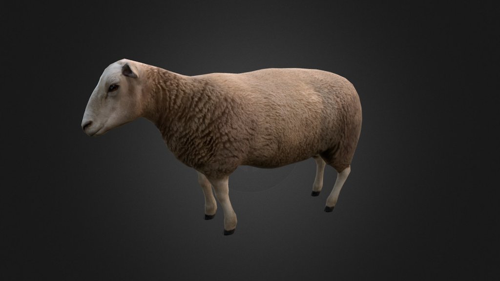 Sheep - 3D model by RedDeer (@billl90) [26265e2] - Sketchfab