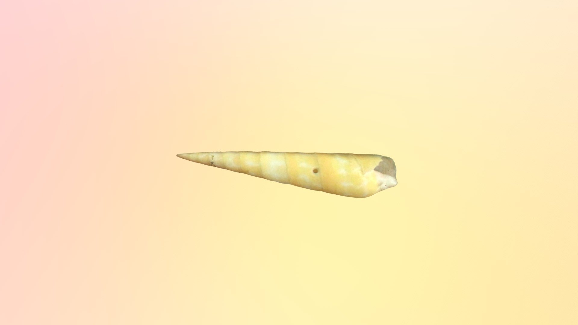 蟹守筍螺Terebra cerithina - 3D model by CraftsinPengHu (@luperlatw) [2626e02] - Sketchfab