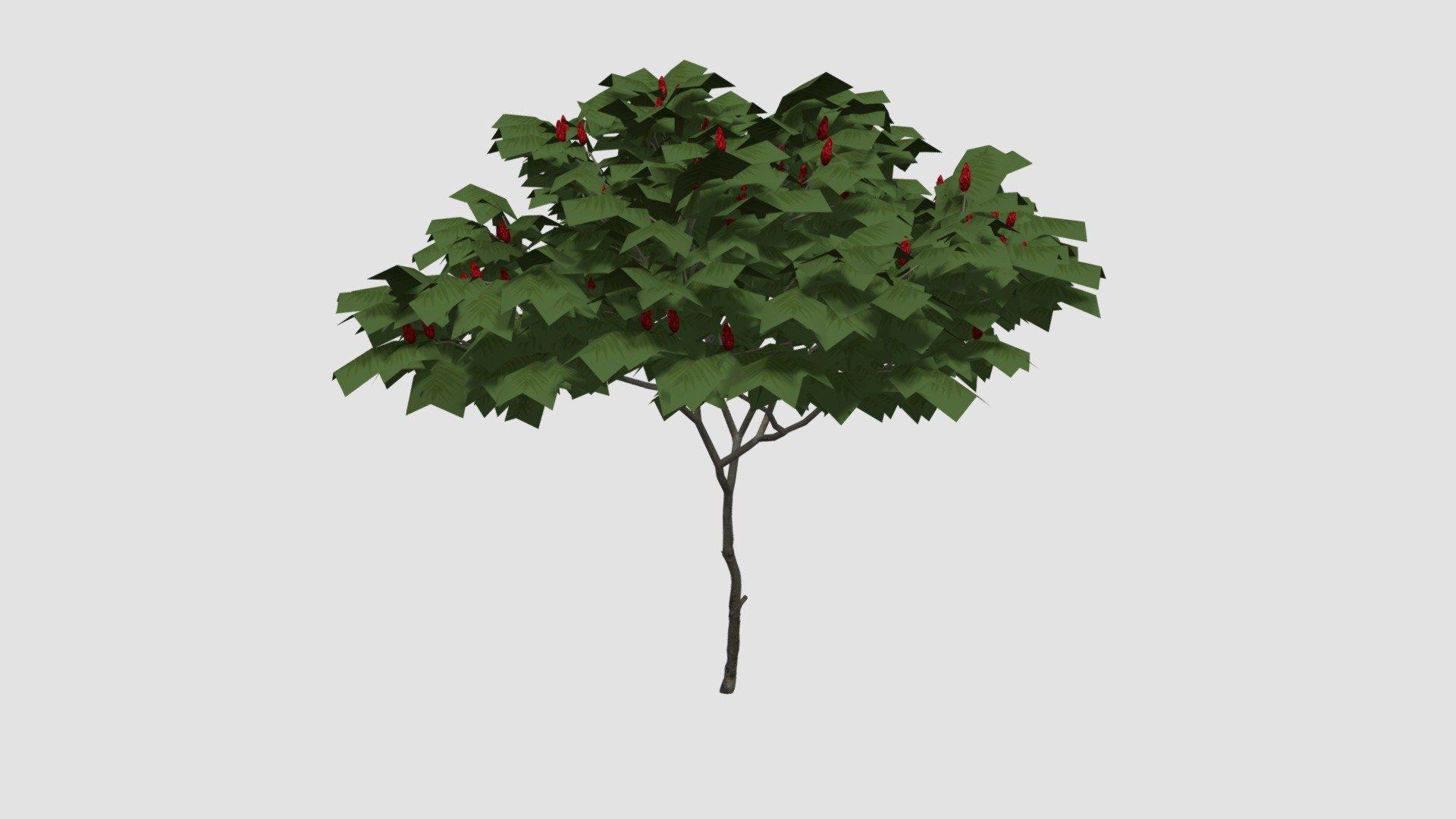Tree for Blender - Buy Royalty Free 3D model by Evermotion [2629a38 ...