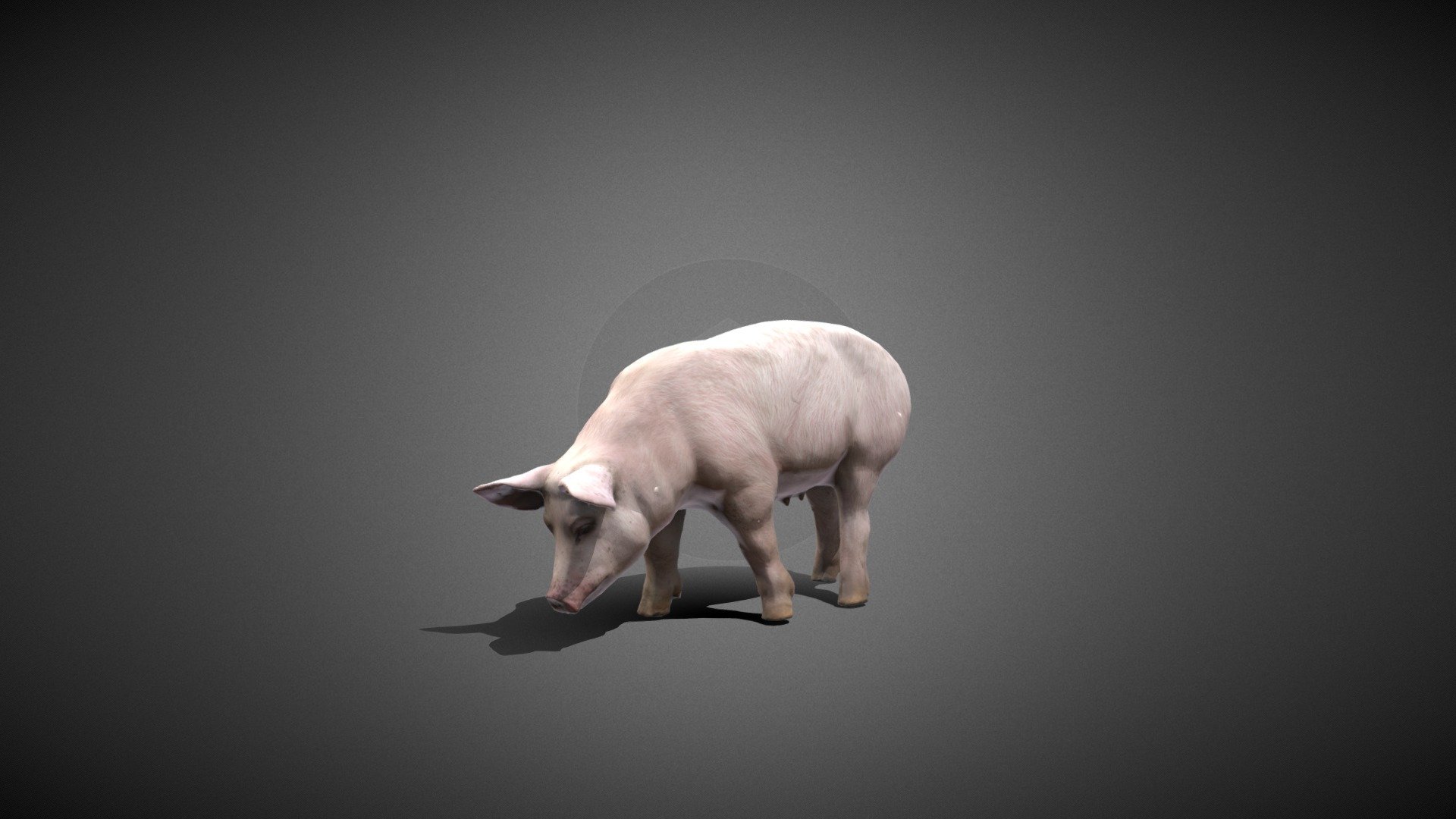 Pig - 3D model by Stephengury [262daa1] - Sketchfab