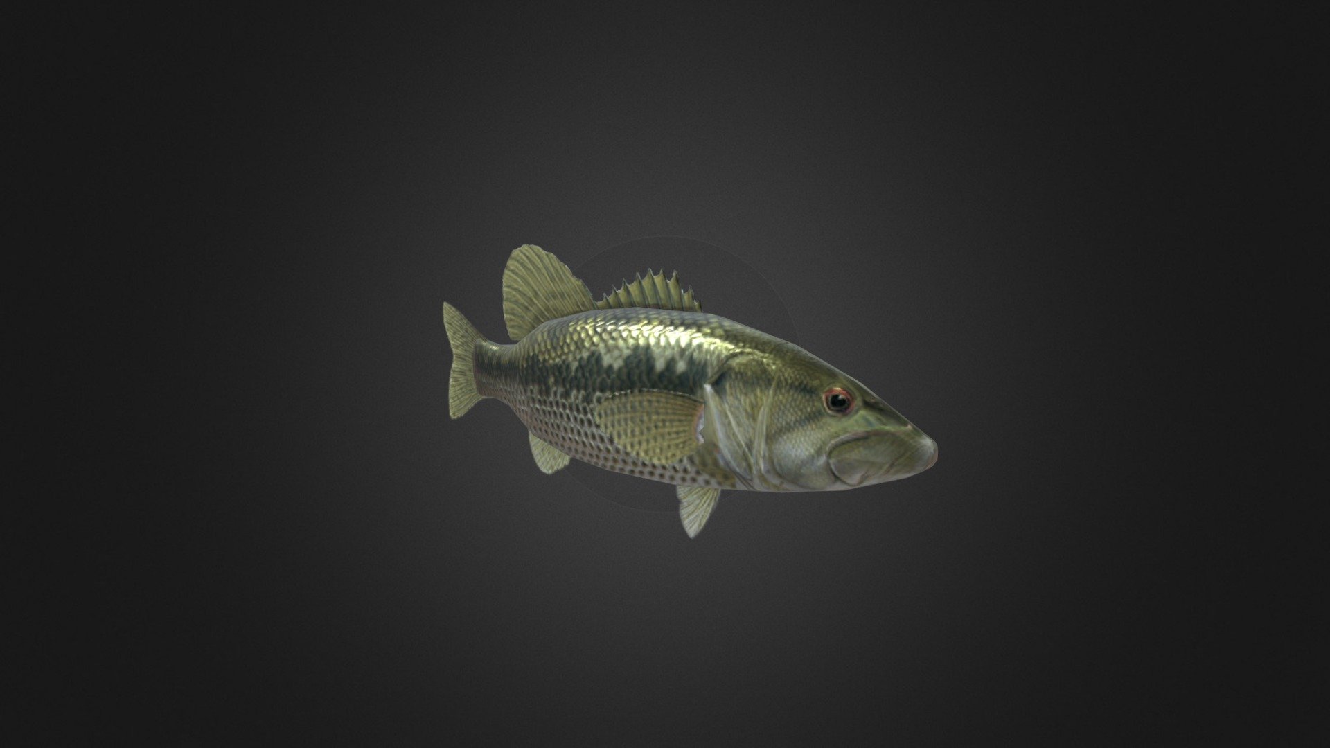 Low-poly Bass - Buy Royalty Free 3D model by Lesen (@lesen7) [262f783 ...