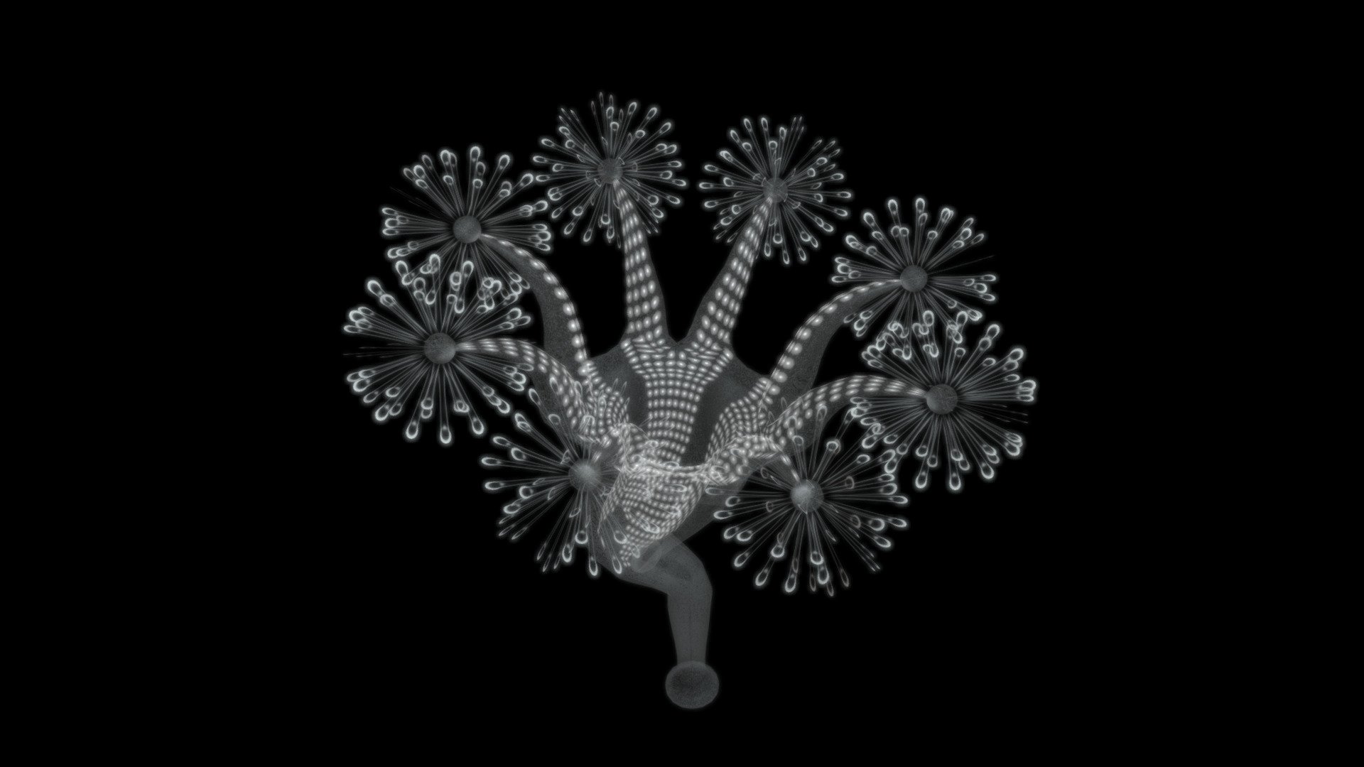 Stalked Jellyfish (Stauromedusae) - Download Free 3D model by n ...