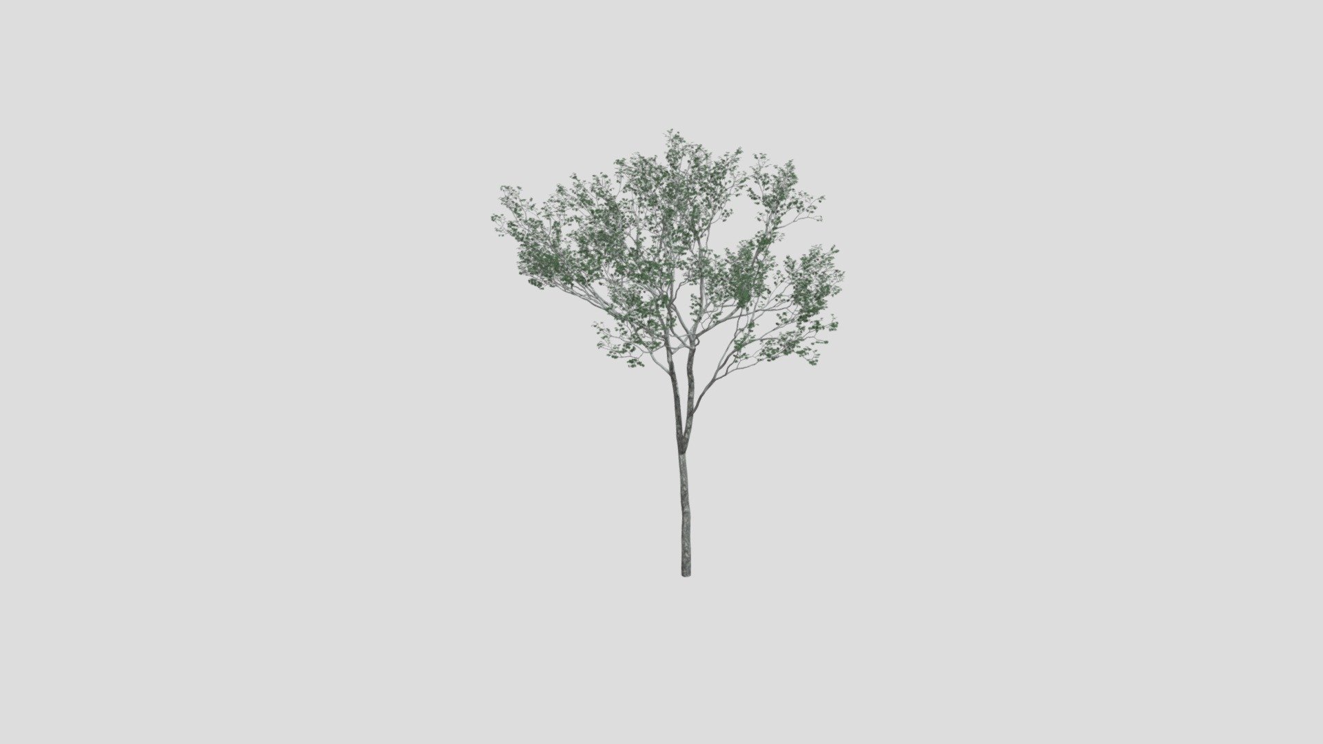 tree 12 AM207 Archmodel - Buy Royalty Free 3D model by Evermotion ...