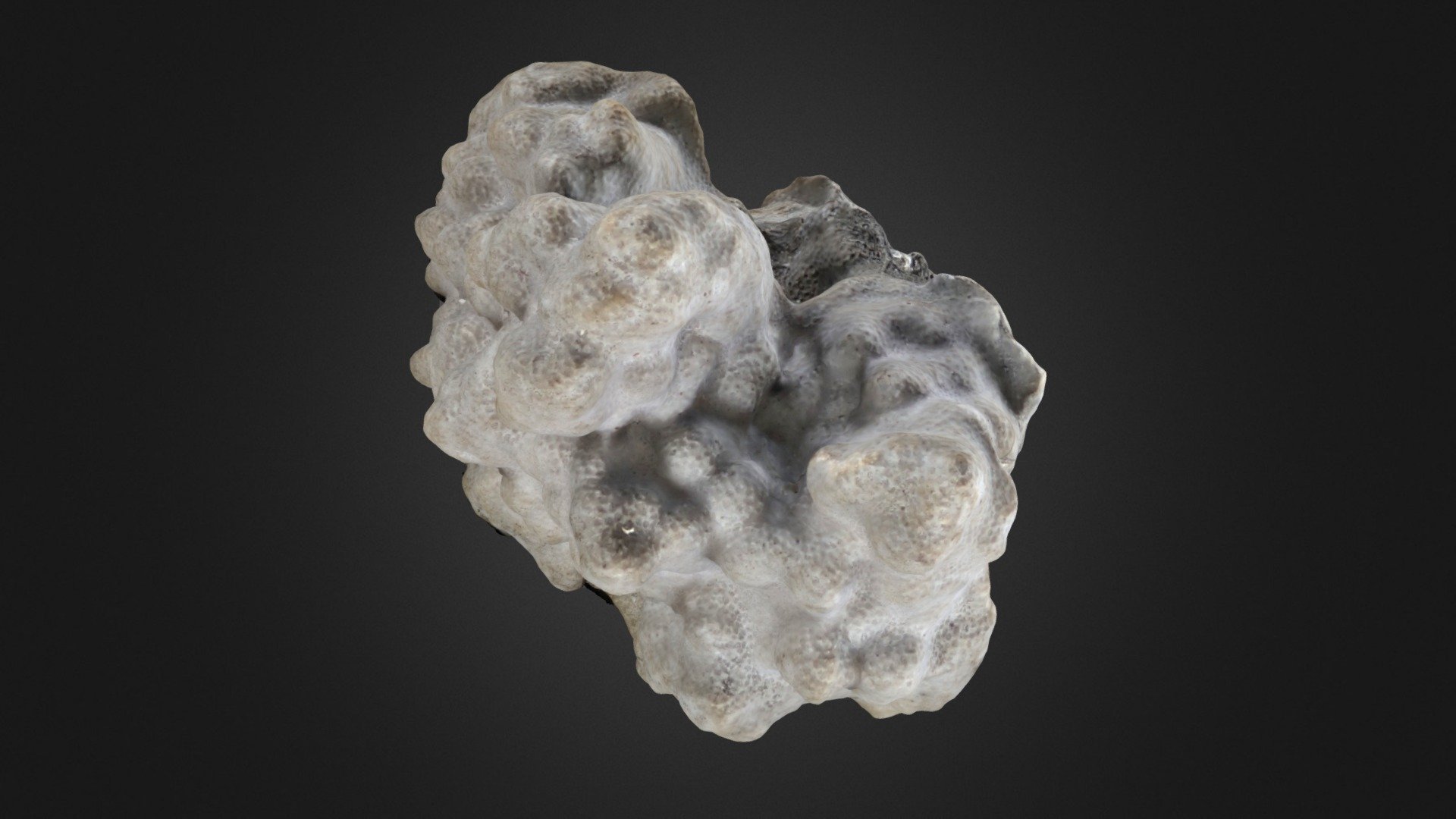 Porite - Download Free 3D model by iontuguanyan [2635586] - Sketchfab