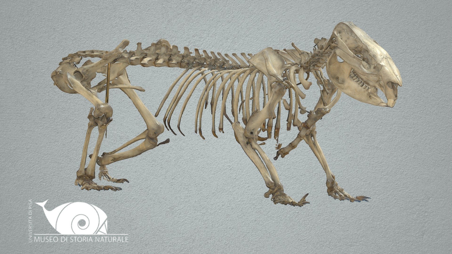 Wombat - 3D model by Natural History Museum, University of Pisa ...