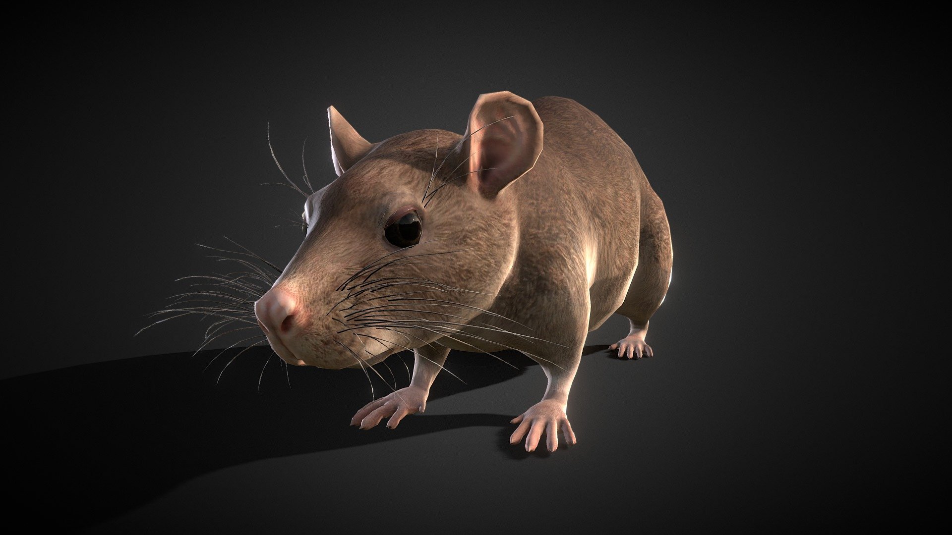 Rat - Buy Royalty Free 3D model by animod [263ad18] - Sketchfab Store