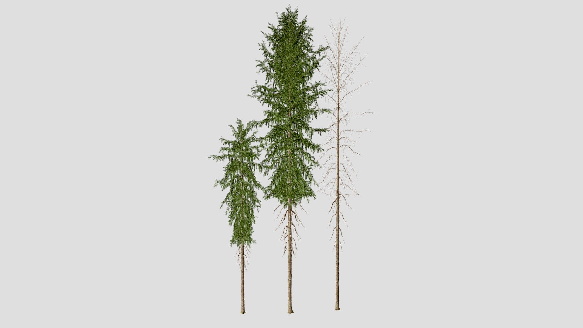 Fir Tree Pack - Buy Royalty Free 3D model by Noonckat [2643b4d ...