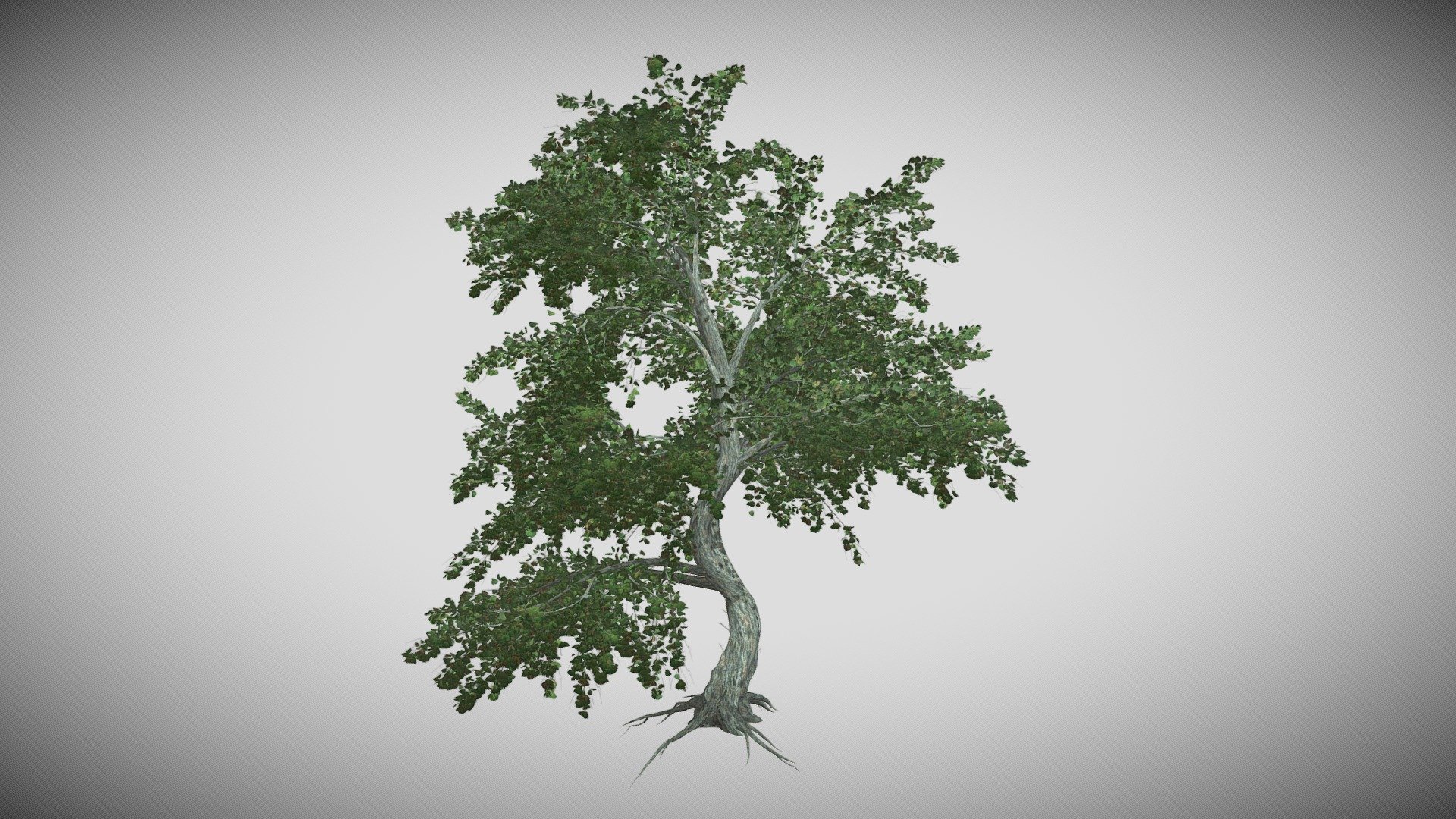 Katsura Tree - Buy Royalty Free 3D model by DATEC_Studio [26487b3] - Sketchfab Store