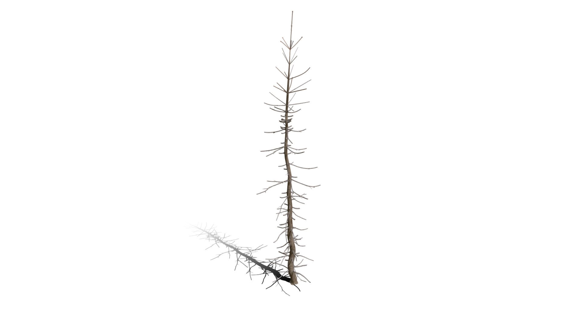 Realistic HD Colorado Blue spruce Koster (37/43) - Download Free 3D ...