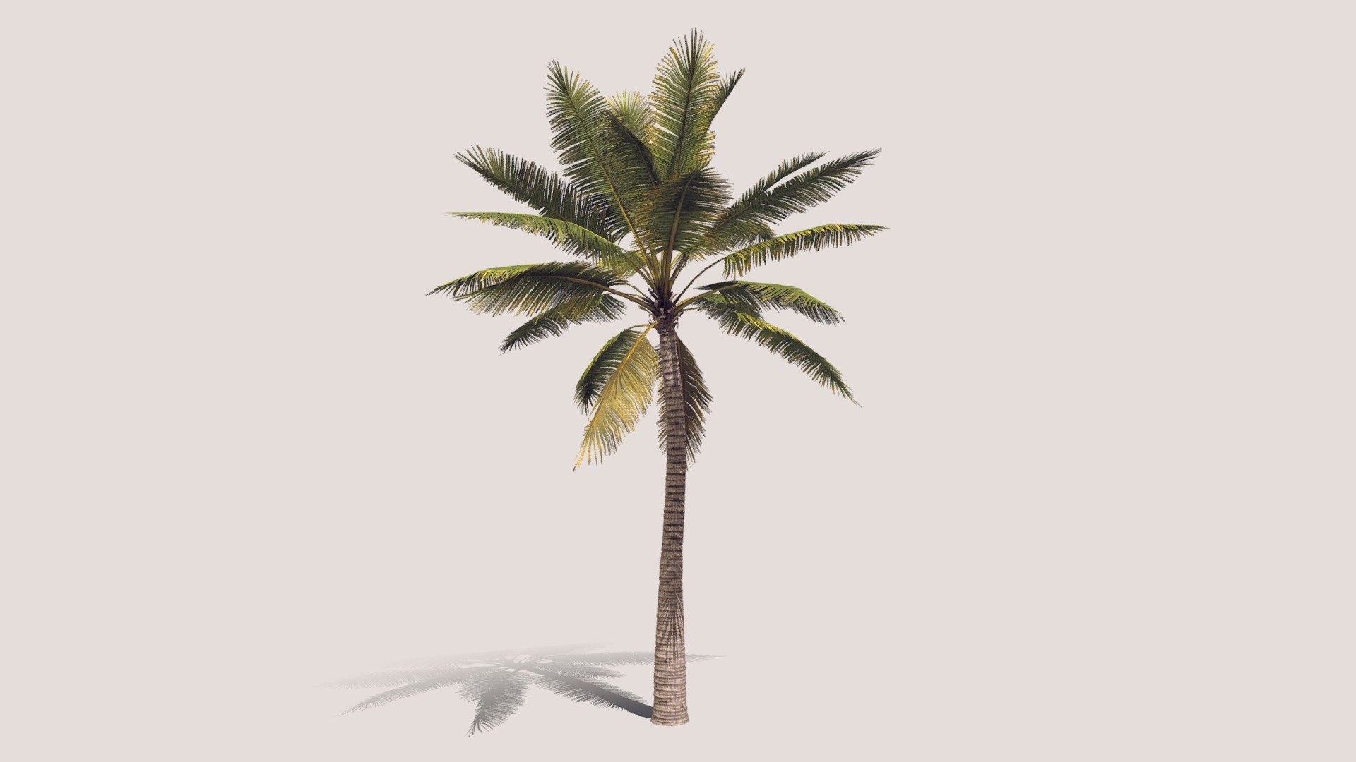 Palm - 3D model by Mirbek (@_cgxi17) [26504a7] - Sketchfab