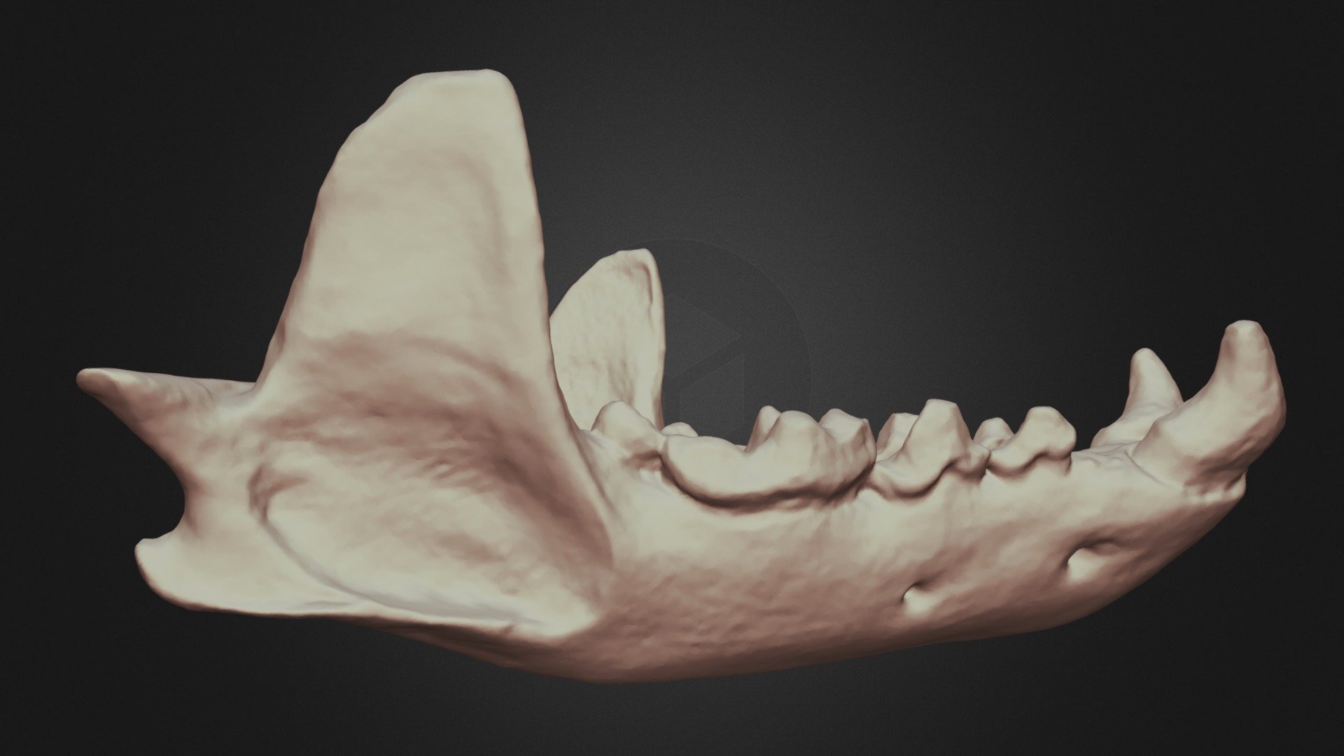 Lontra canadensis (Otter) Mandible - 3D model by Lakehead Anthropology ...
