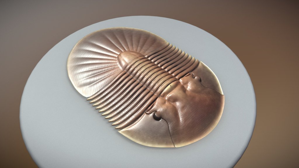 Trilobites - A 3D model collection by TShahan - Sketchfab