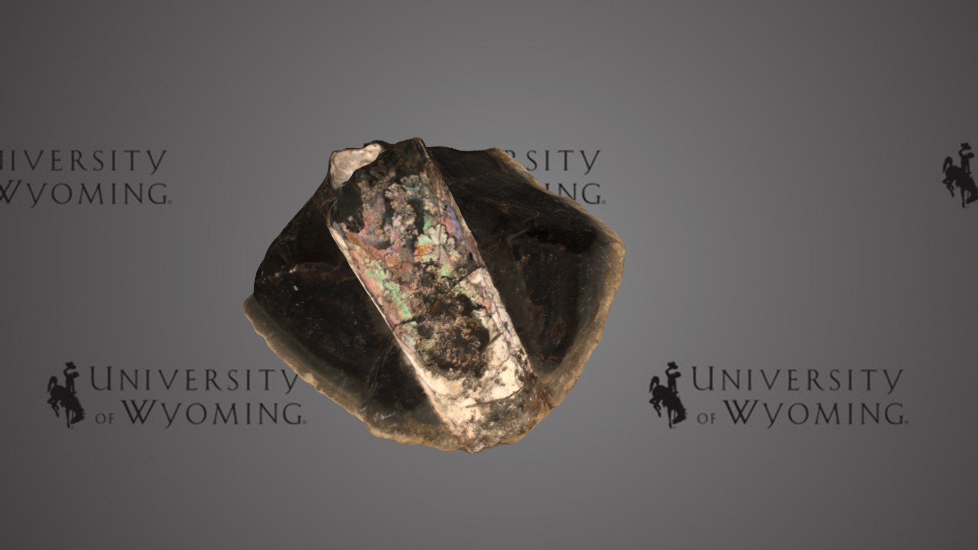 UW-Invert-Baculite Fossil - Download Free 3D model by University of ...