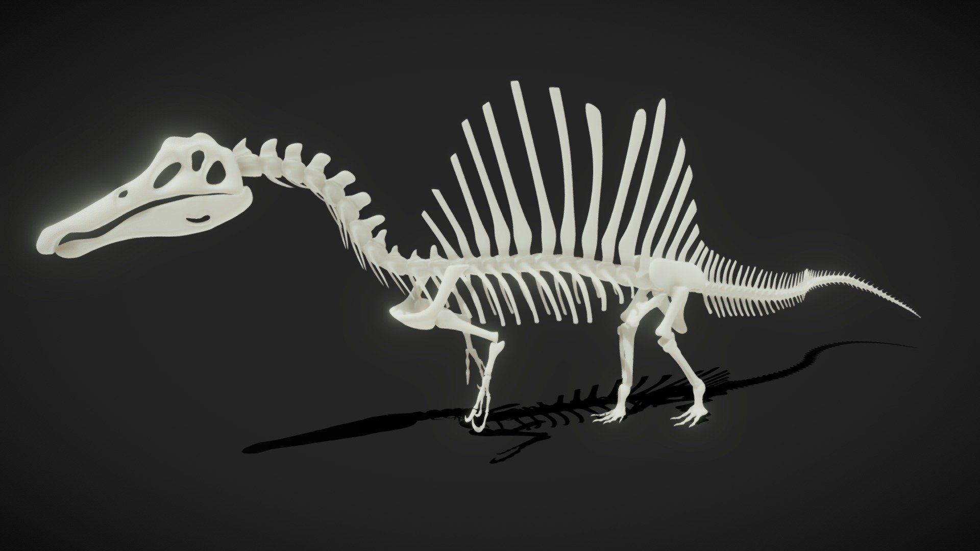 Spino Skeleton - 3D model by Dylan (@DylanSpin) [265f5ce] - Sketchfab
