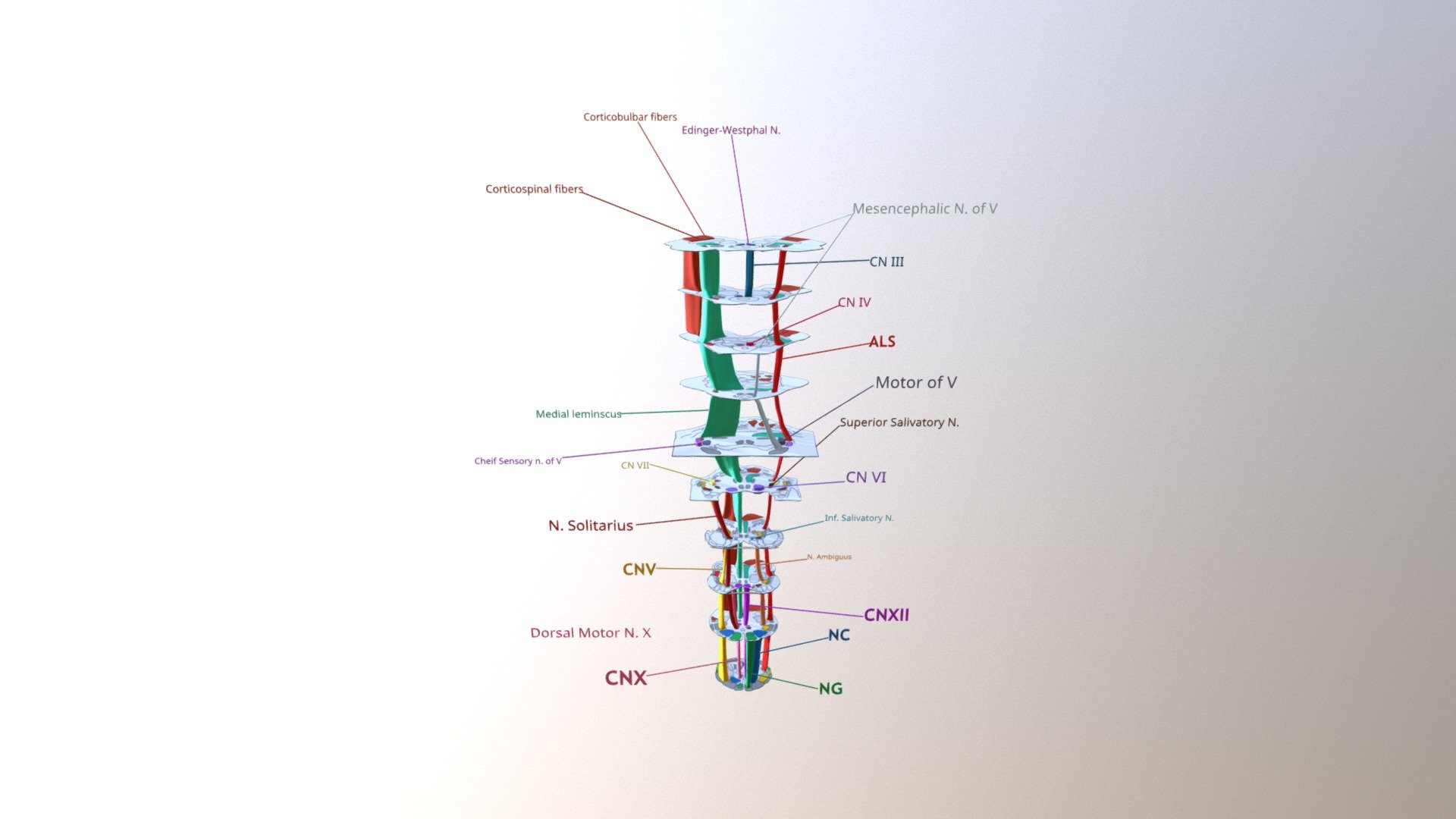 Neural pathways of the brainstem - Buy Royalty Free 3D model by ...
