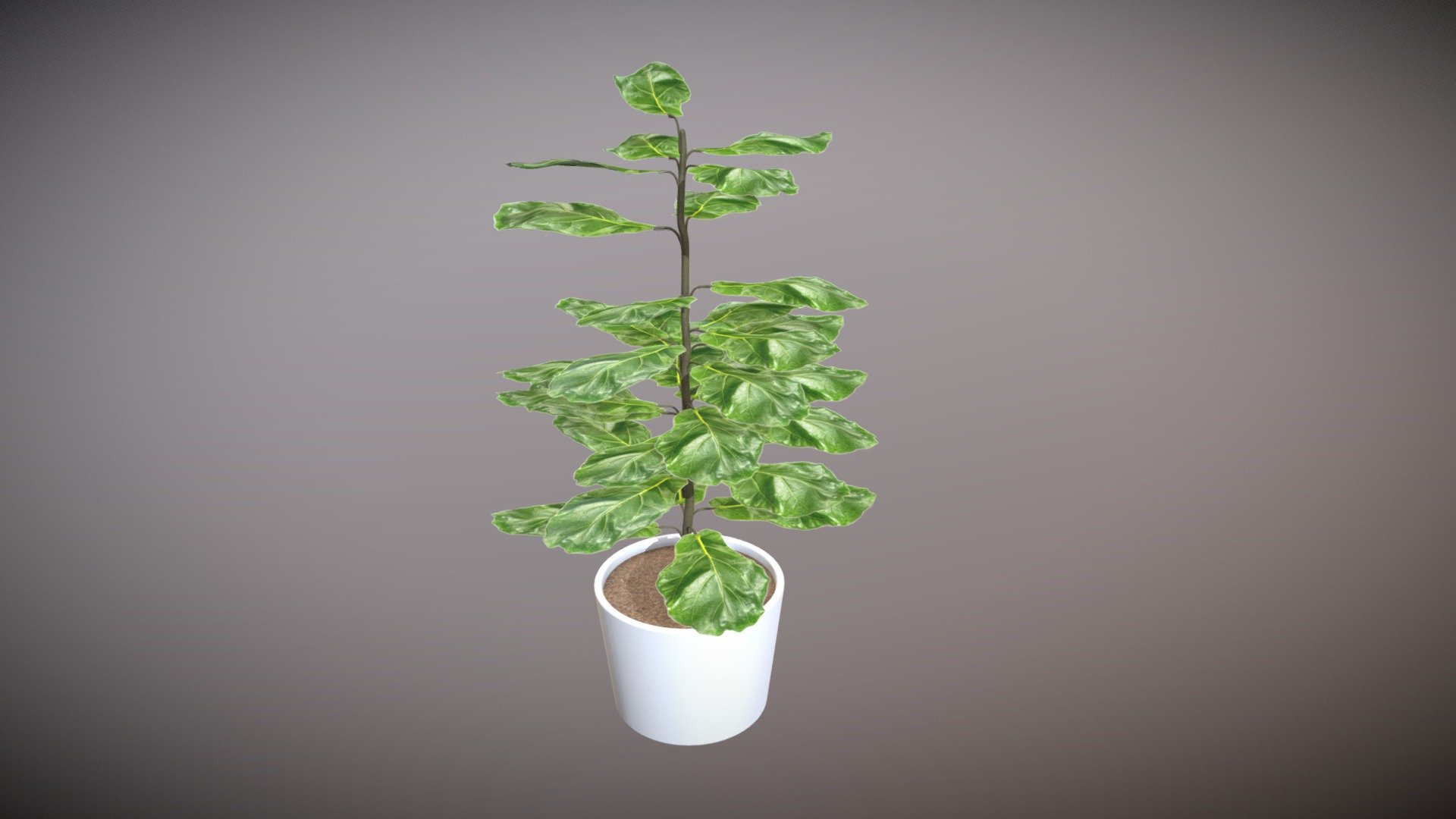Potted Fiddle Leaf Fig Tree - Buy Royalty Free 3D model by Mr. Adams ...