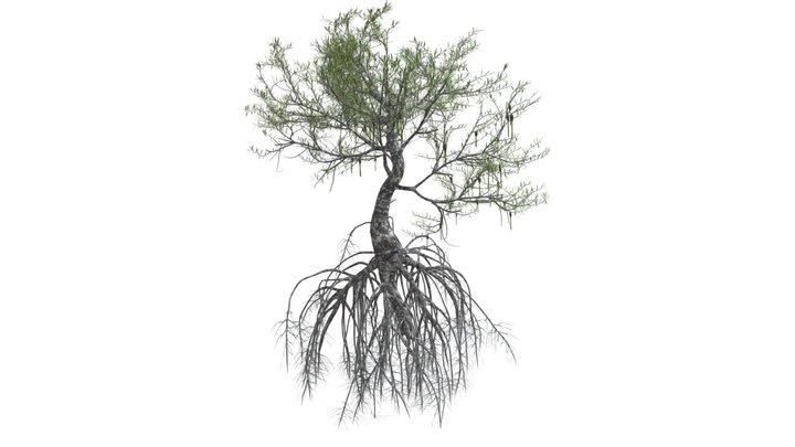 Mangrove 3D models - Sketchfab