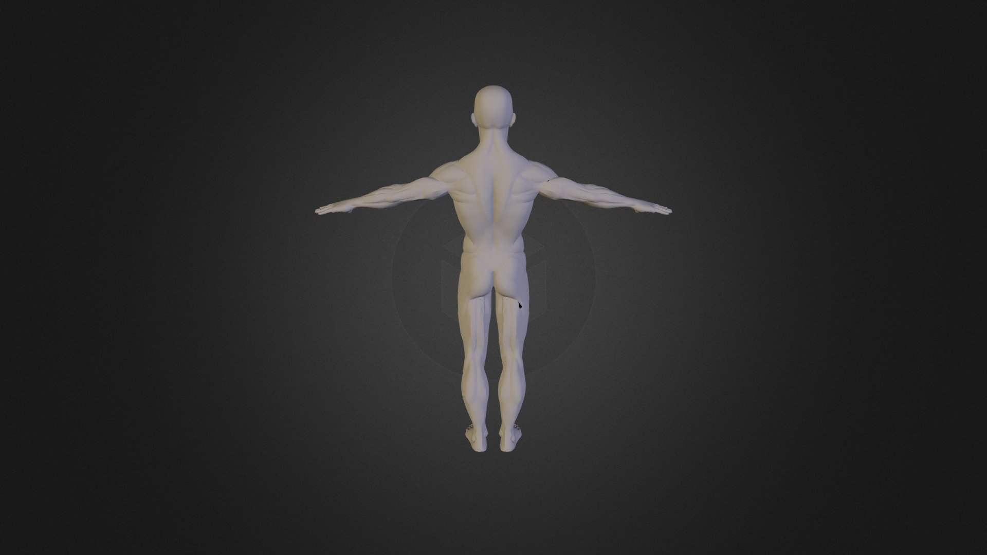 Anatomy Study - 3D model by Rayndar [266c111] - Sketchfab
