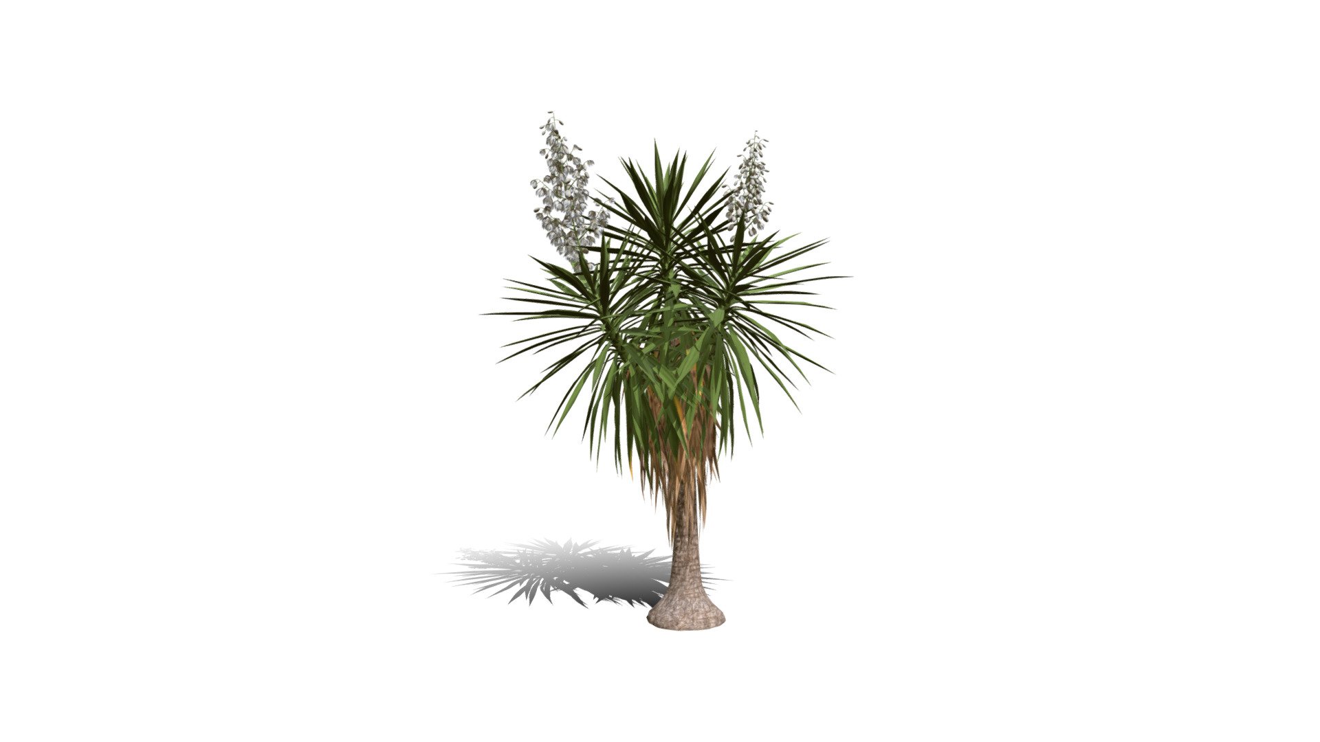 Realistic HD Spineless yucca (2/30) - Download Free 3D model by ...