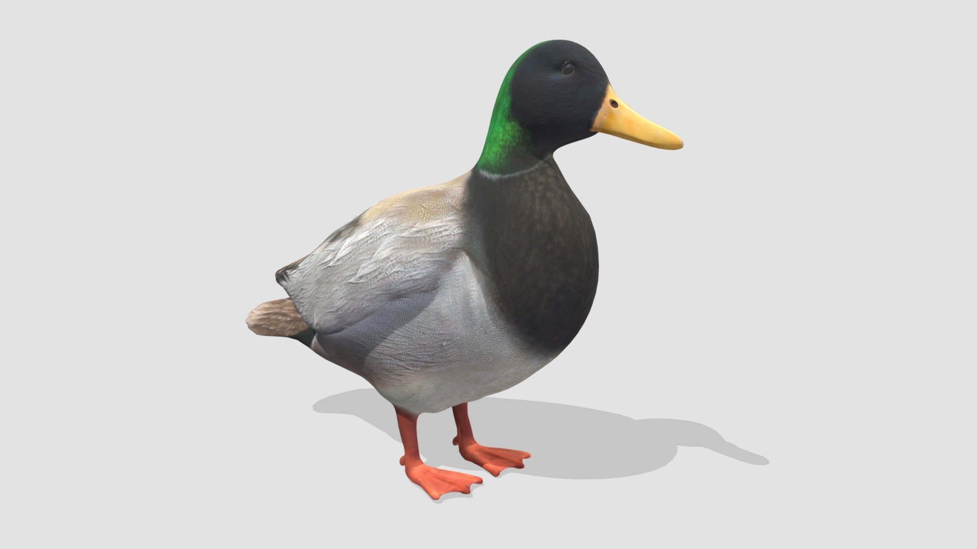 duck - Buy Royalty Free 3D model by Evermotion [26728d5] - Sketchfab Store