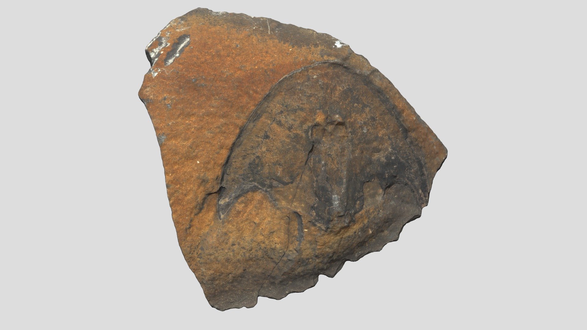 Devonian Jawless Fish - Cephalaspis - 3D model by Culture Perth ...