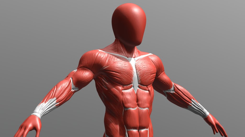 Human Muscular Anatomy - A 3D model collection by Thephilosophersurfer ...