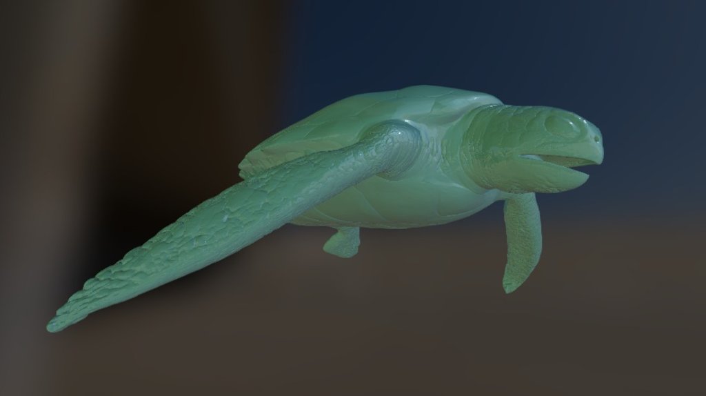 turtle - 3D model by Forest Run Forever (@2w) [2679272] - Sketchfab