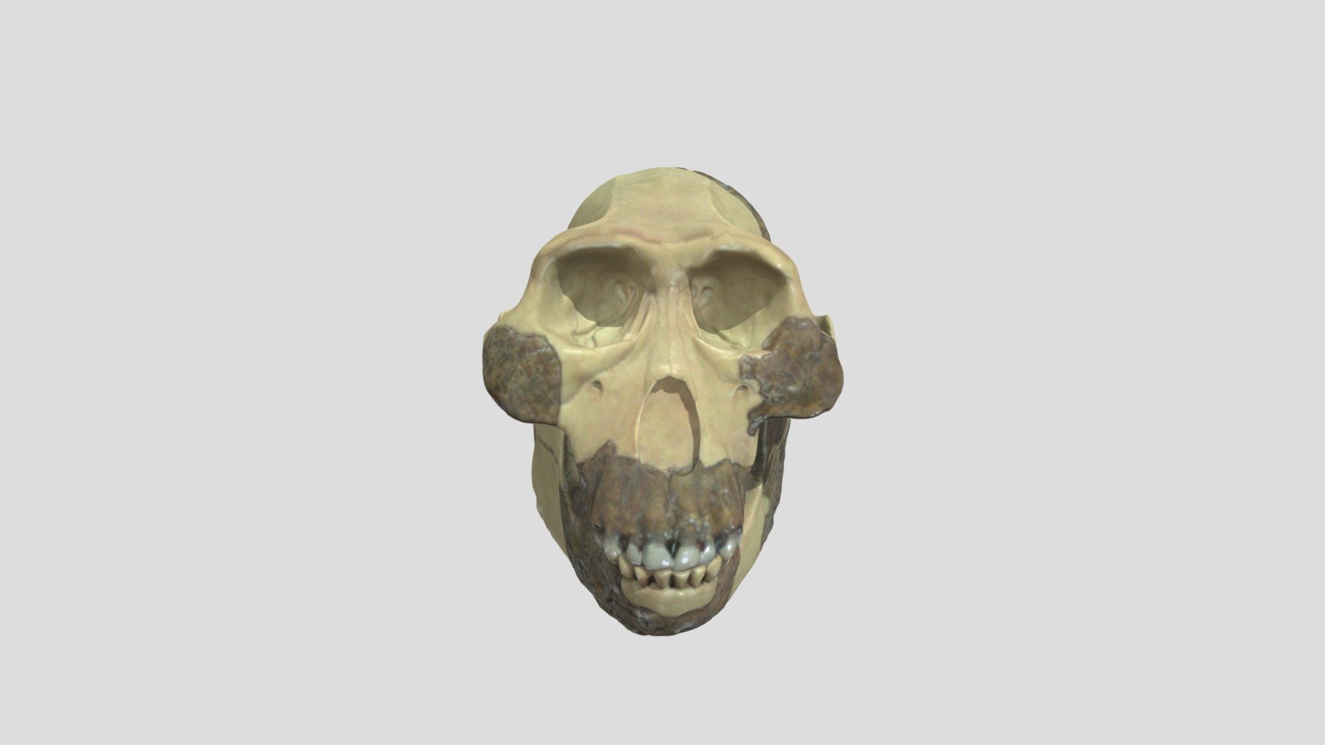 Australopithecus afarensis - 3D model by Digital Learning Media Studio ...