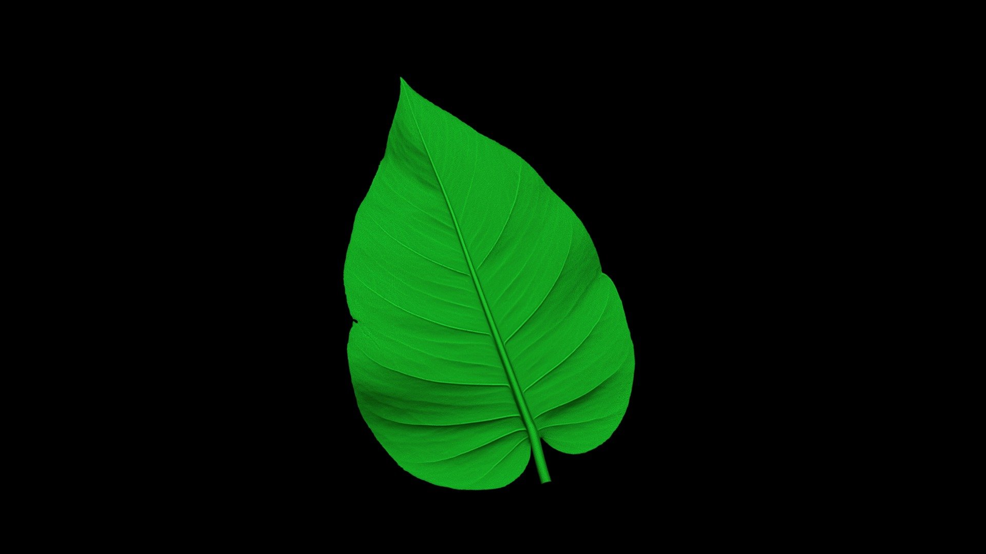 Leaf - Download Free 3D model by Thunk3D 3D Scanner (@Lily.Qin1 ...