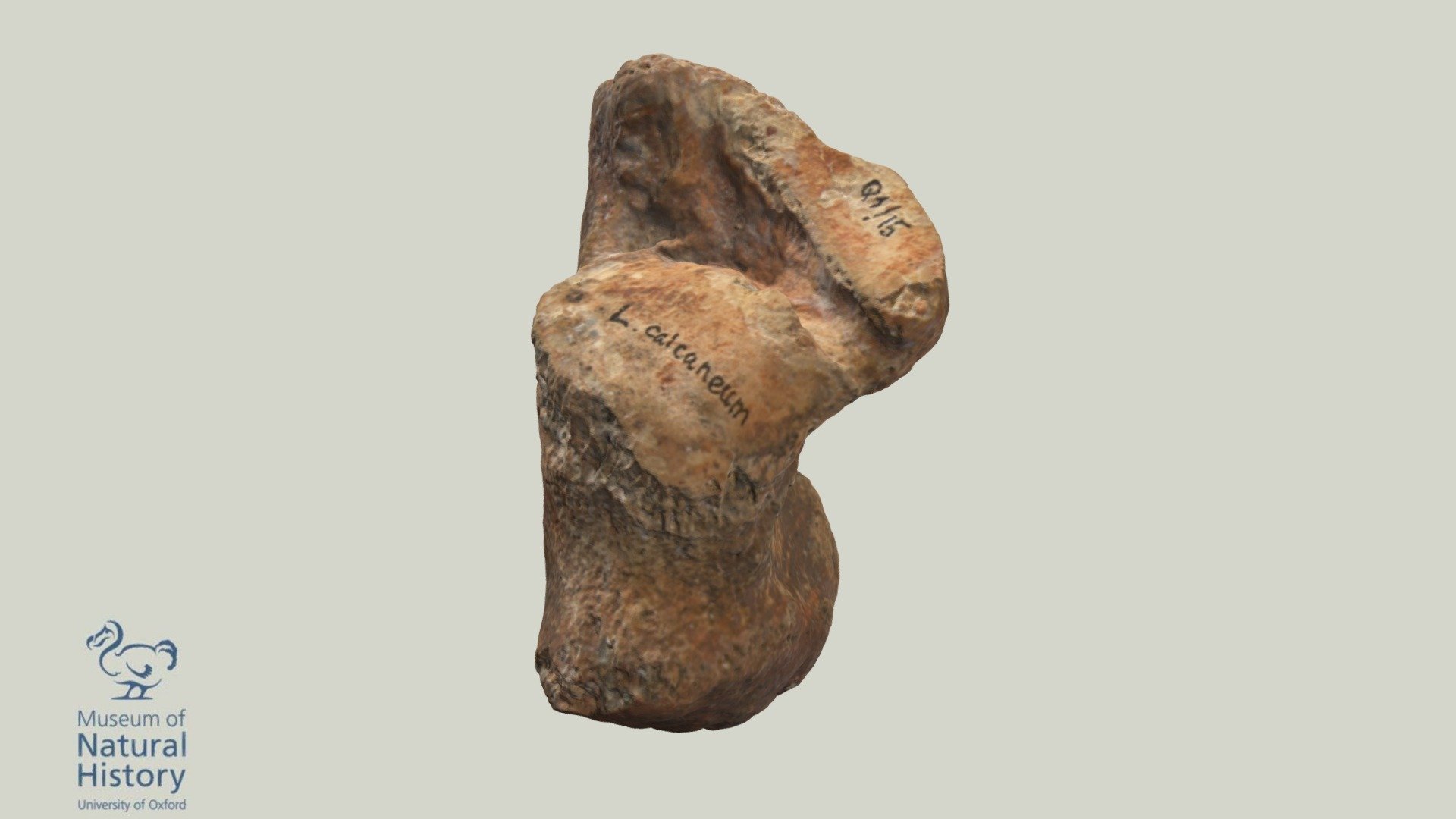 The Red Lady of Paviland - left calcaneum - 3D model by Oxford ...