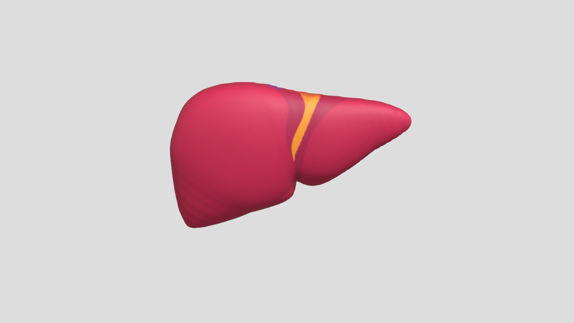 Liver - Download Free 3D model by niluharikusumawati [2681cf8] - Sketchfab