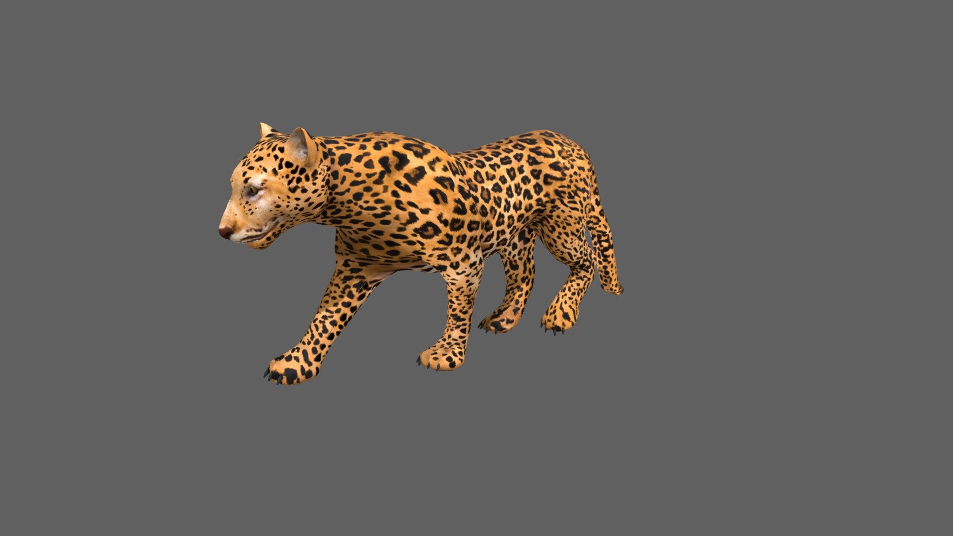 Leopard - 3D model by josluat91 [2685316] - Sketchfab