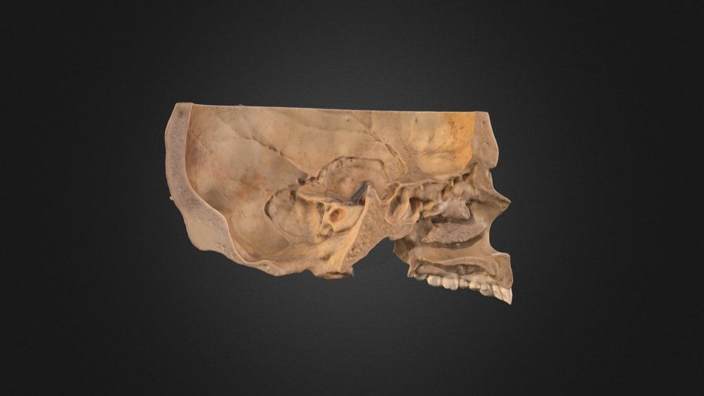 Human Male Half - 3D model by jholowachuk [269c159] - Sketchfab