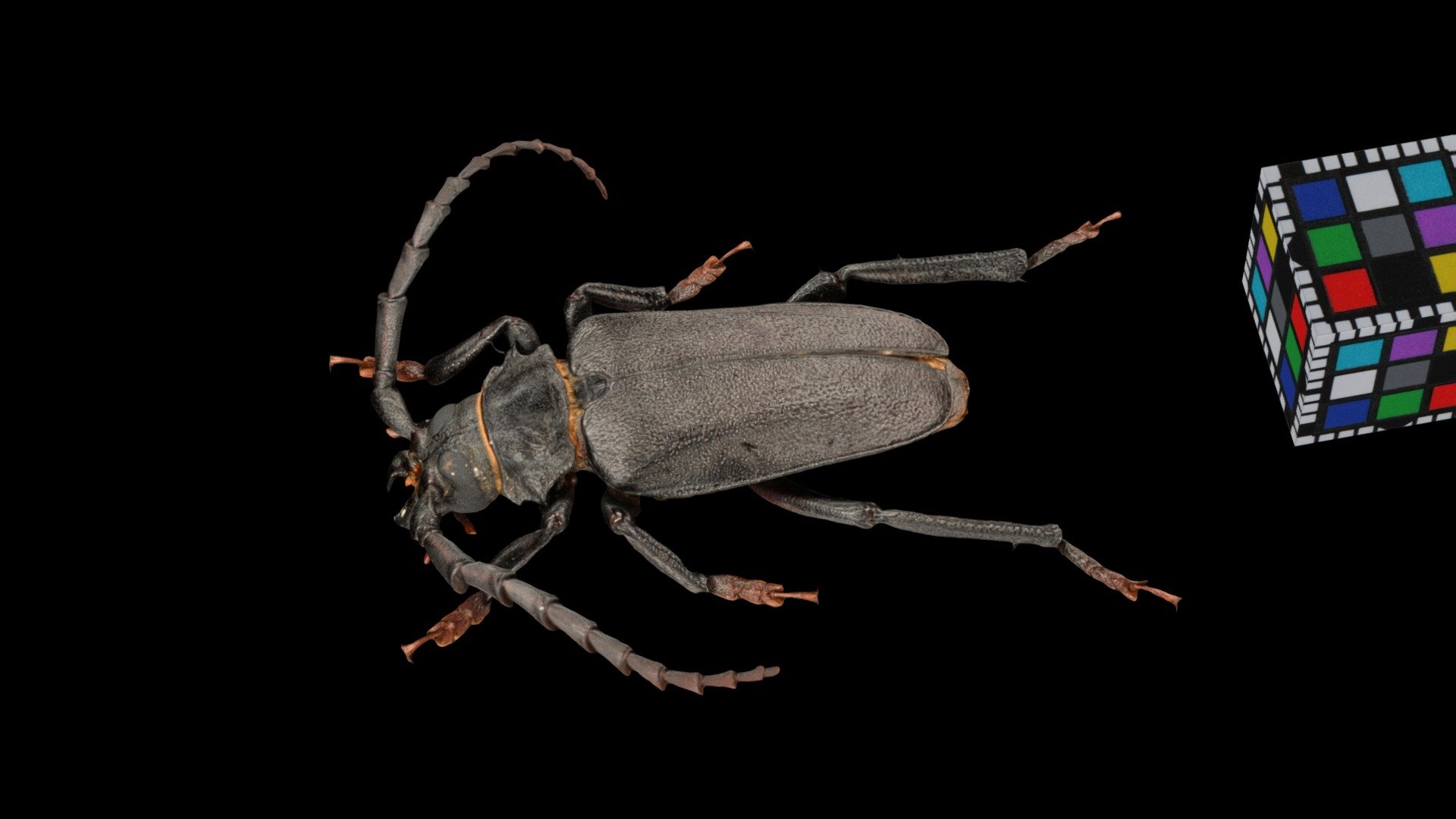 CC0 ノコギリカミキリ ♂ Pine Sawyer, Prionus insularis - Download Free 3D model ...