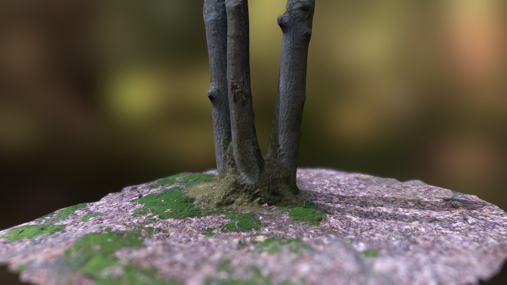 Triple tree trunk - Download Free 3D model by Musée national d'histoire ...