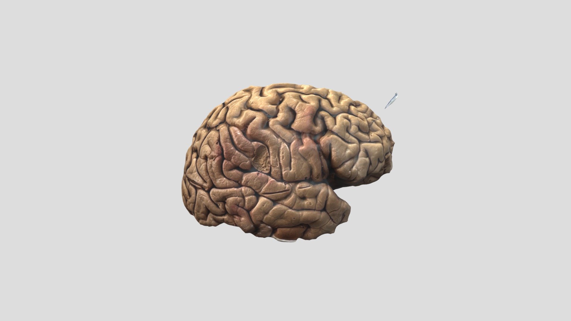 HEMISFERIO DERECHO - LÓBULOS TEMPORAL/OCCIPITAL - 3D model by ...