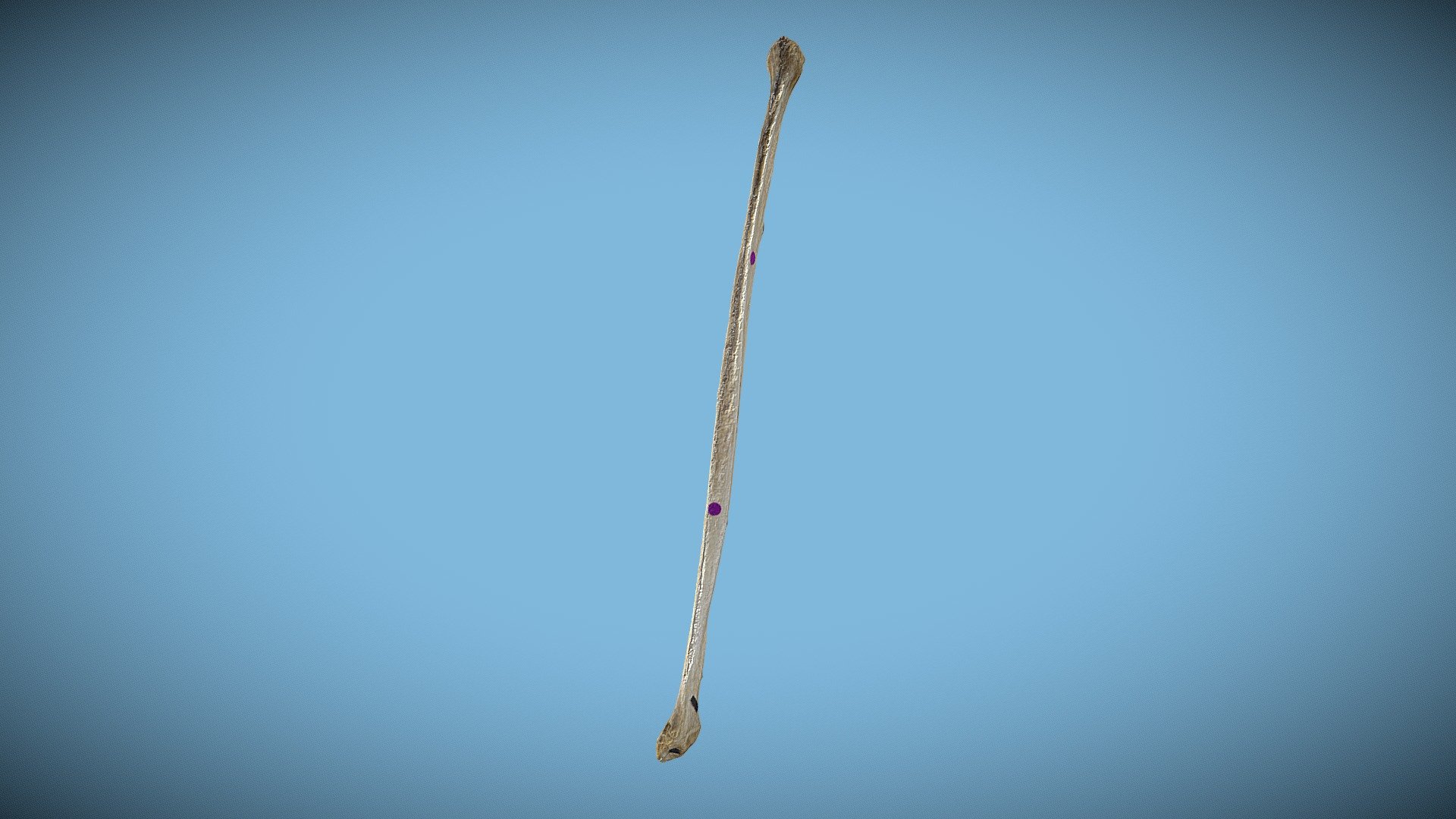 Fibula (Unlabeled) - Download Free 3D model by San Diego State ...