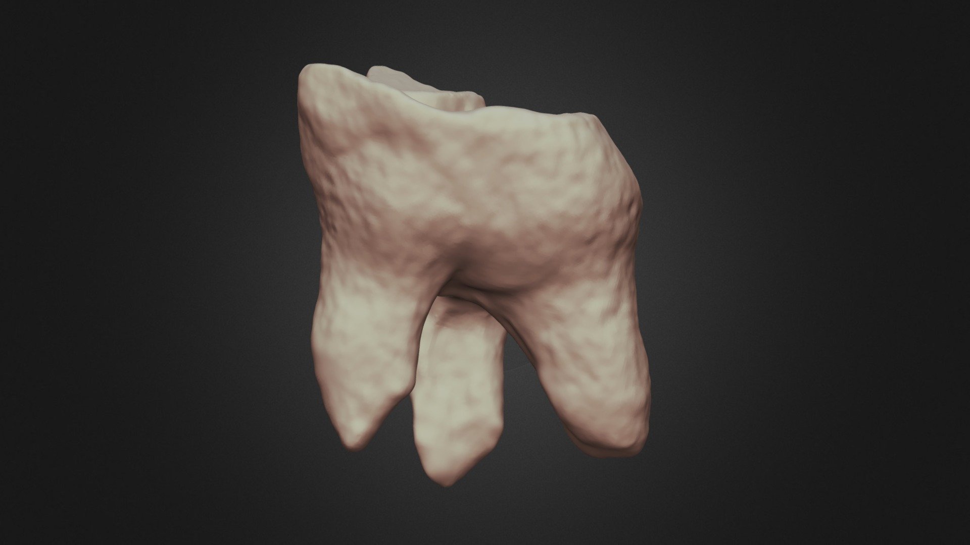 Rangifer tarandus (Caribou) Molar - 3D model by Lakehead Anthropology ...