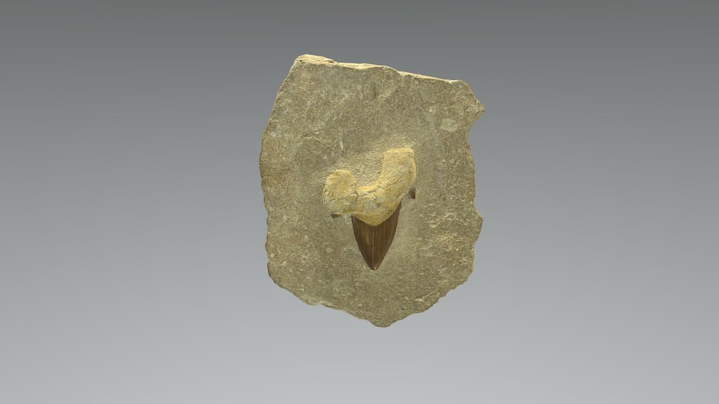 Fossil Shark Tooth - 3D model by jtrei [26c49bb] - Sketchfab