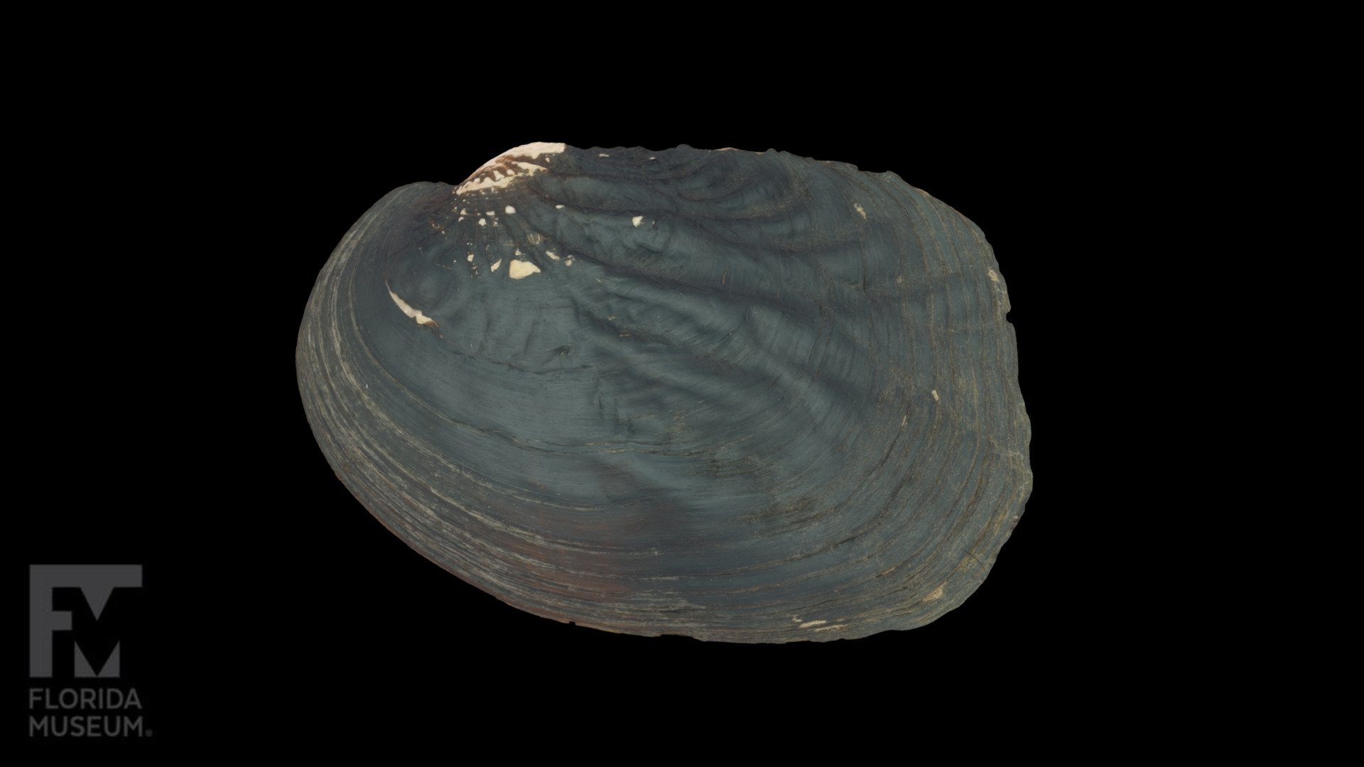 Washboard - Freshwater mussel - 3D model by FloridaMuseum [26c702a ...