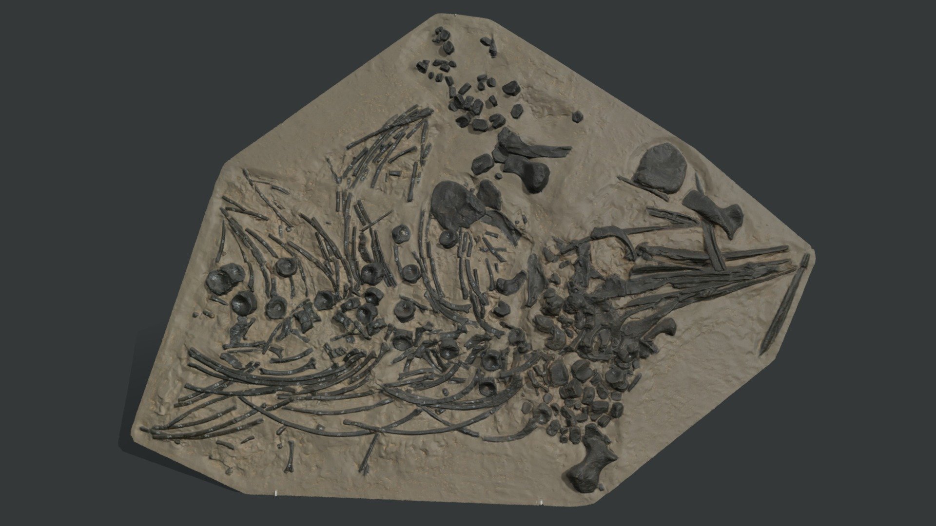 Stenopterygius Fossil Scan - 3D model by joanamaria [26c73cc] - Sketchfab