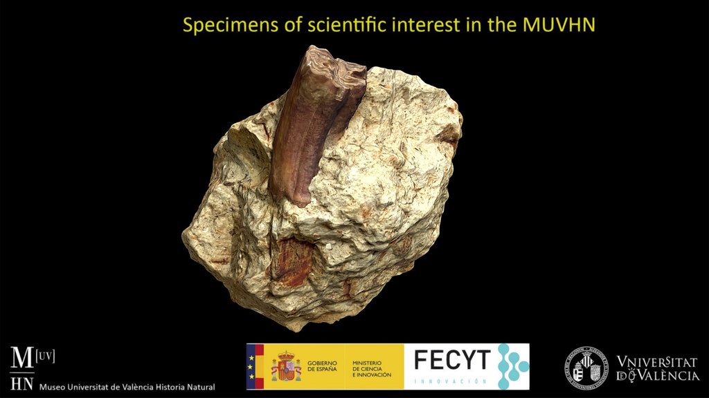 Holotypes and Remarkable exemplars - A 3D model collection by Museo [UV ...
