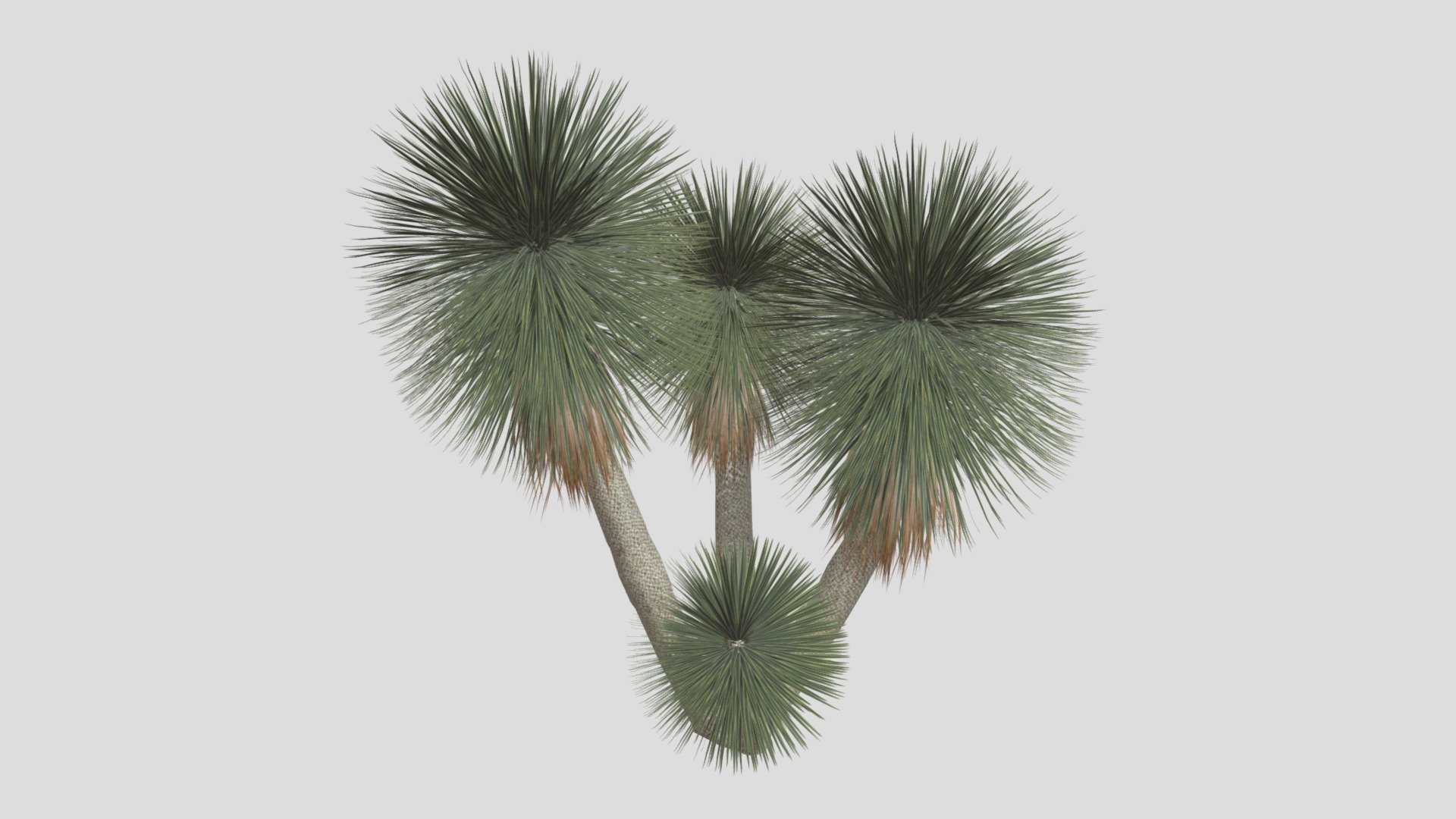 4 Head Beaked Yucca - Yucca Rostrata - 3D model by LocalPlantSupply ...