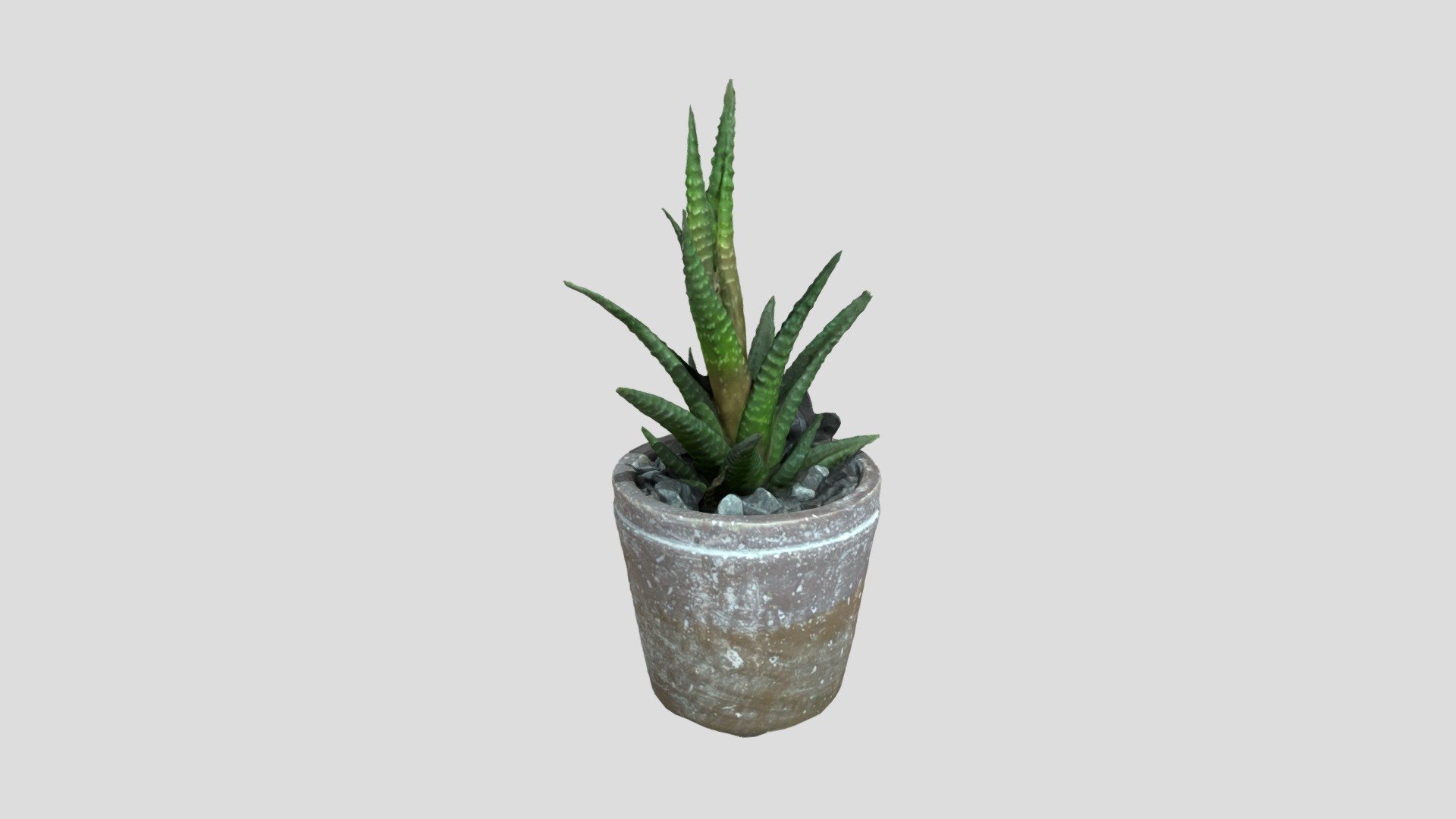 Small Plant - 3D model by chambersxr [26cd1f7] - Sketchfab