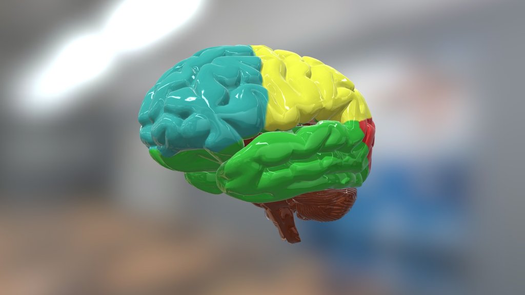 bio - A 3D model collection by shellyrani289 - Sketchfab